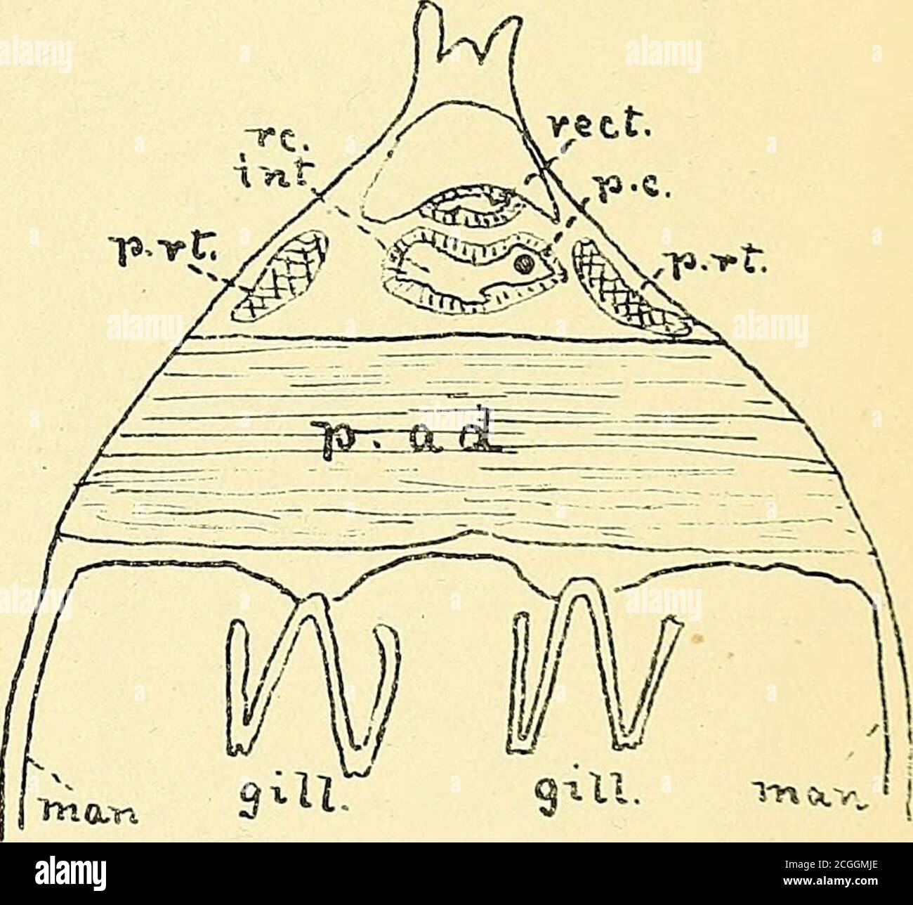 . The anatomy of the common mussels (Mytilus, latus, edulis and ...