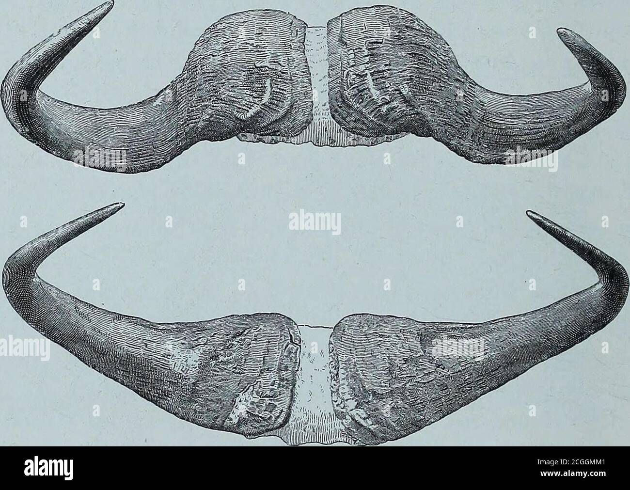 Count samuel teleki hi-res stock photography and images - Alamy