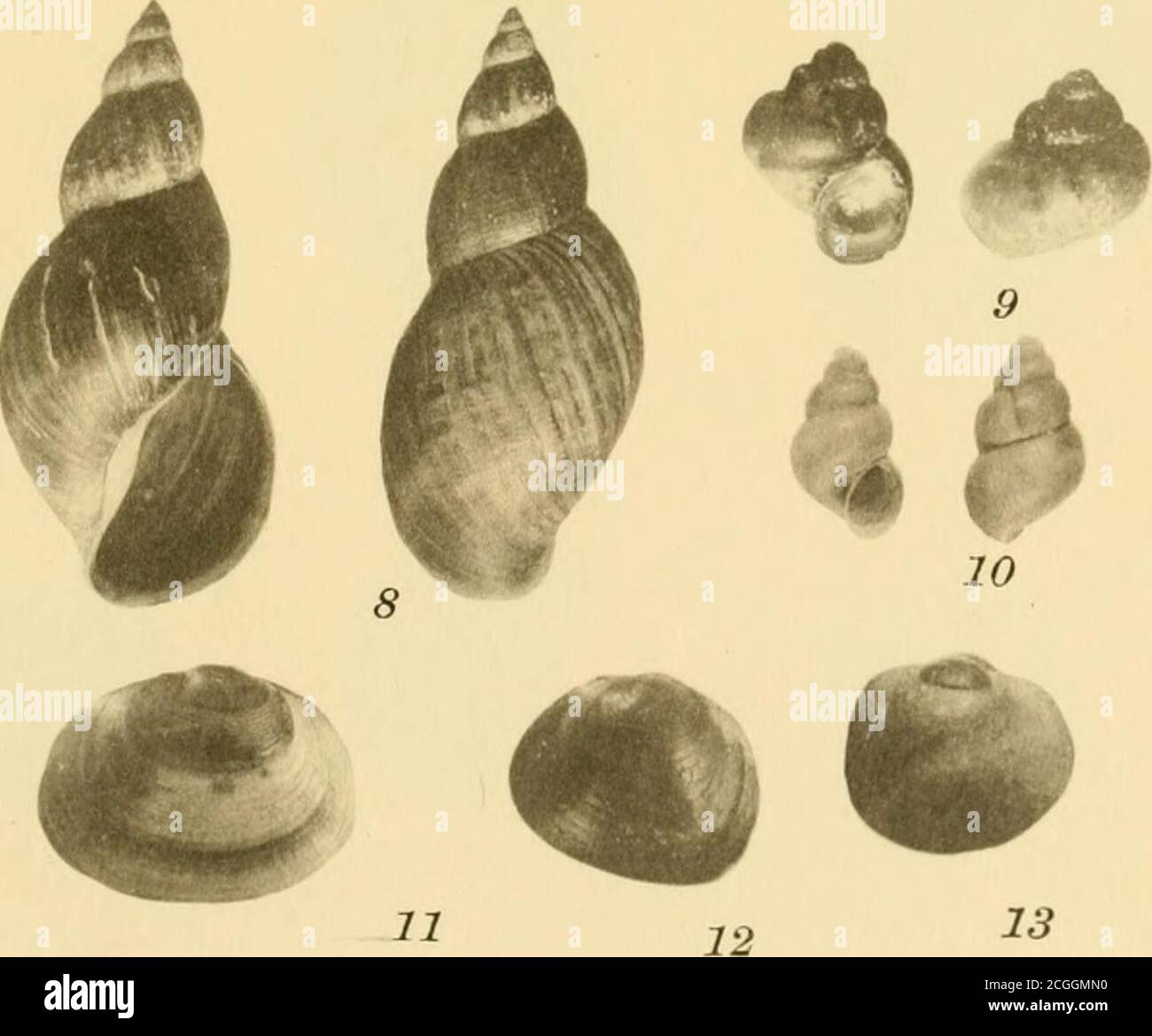 . Contributions to Canadian biology . /?. Plate XI Stock Photo - Alamy