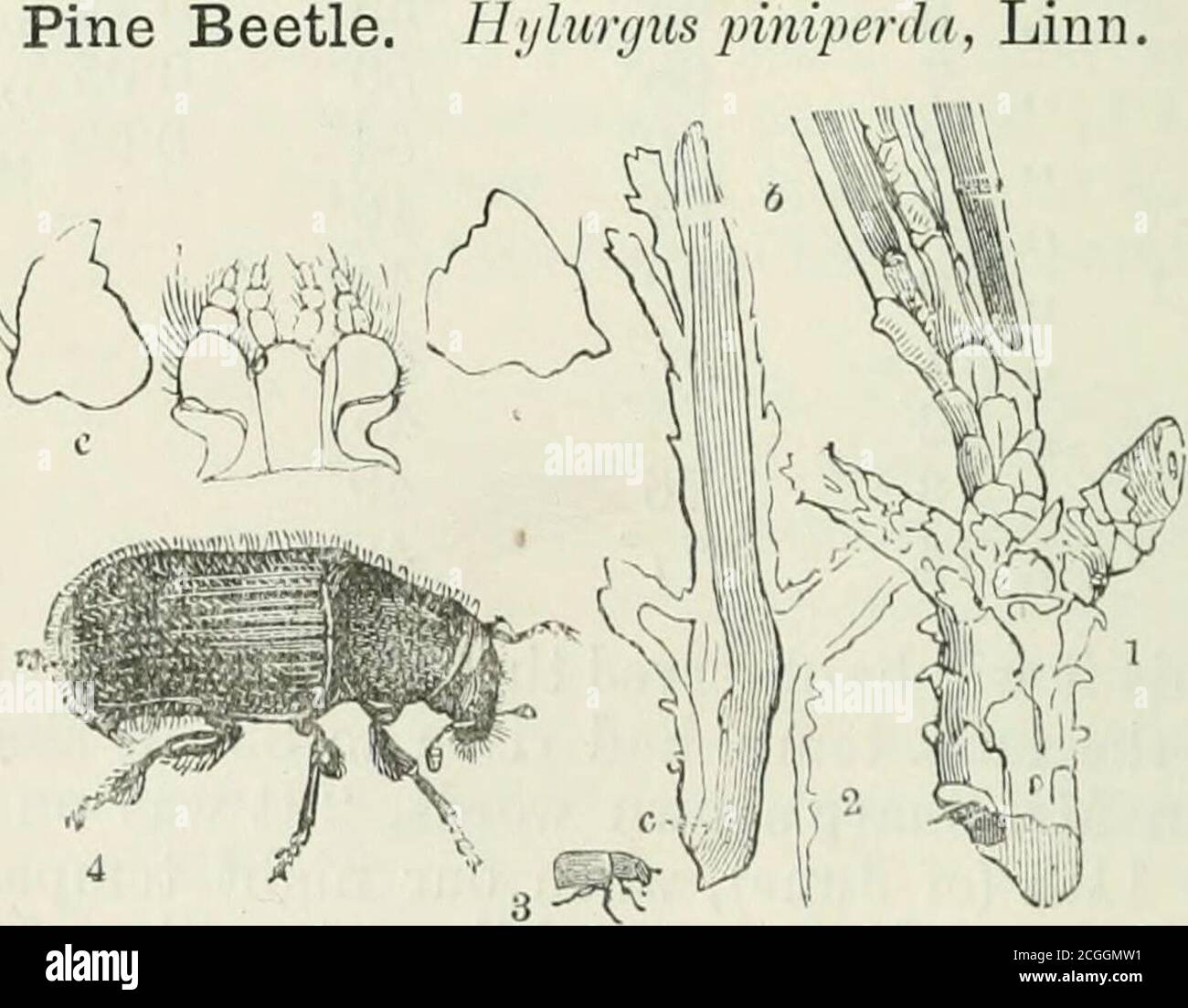 Transverse moth hi-res stock photography and images - Alamy