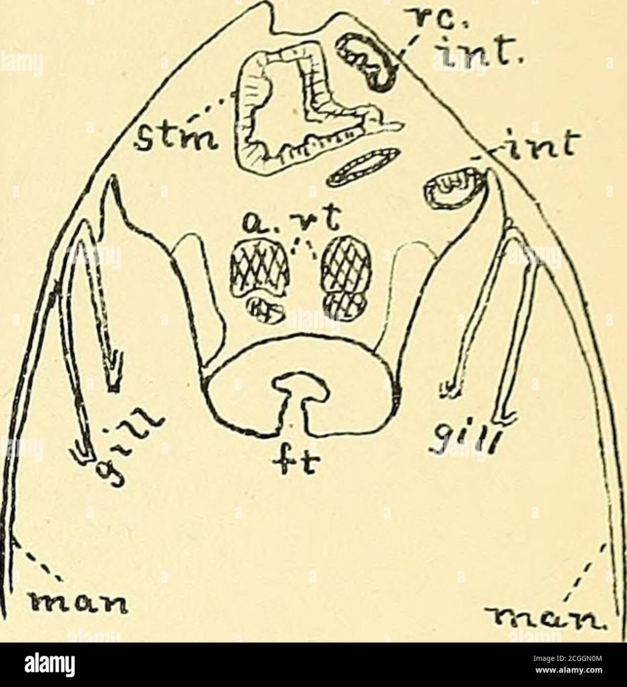 . The anatomy of the common mussels (Mytilus, latus, edulis and ...