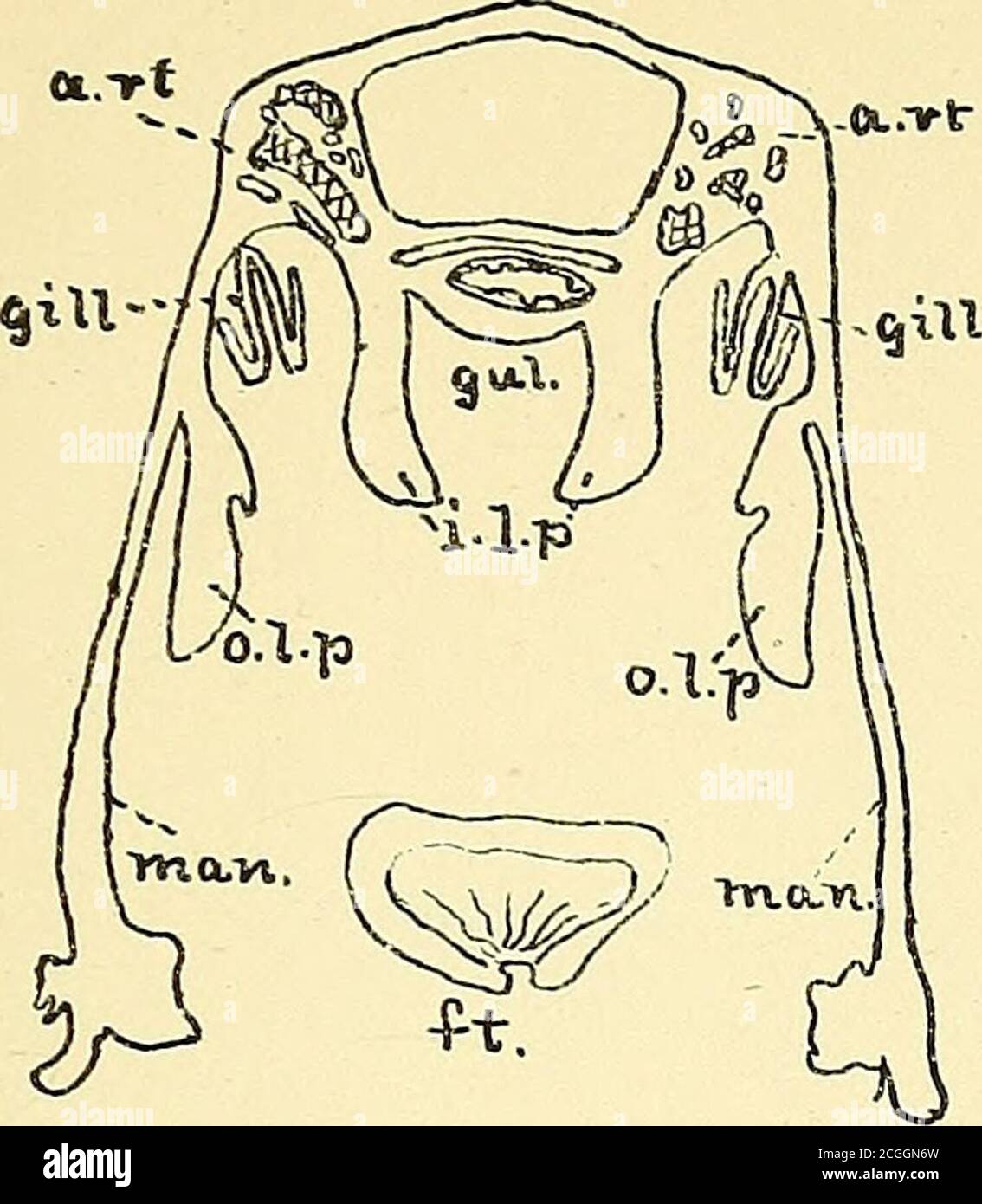 . The anatomy of the common mussels (Mytilus, latus, edulis and ...