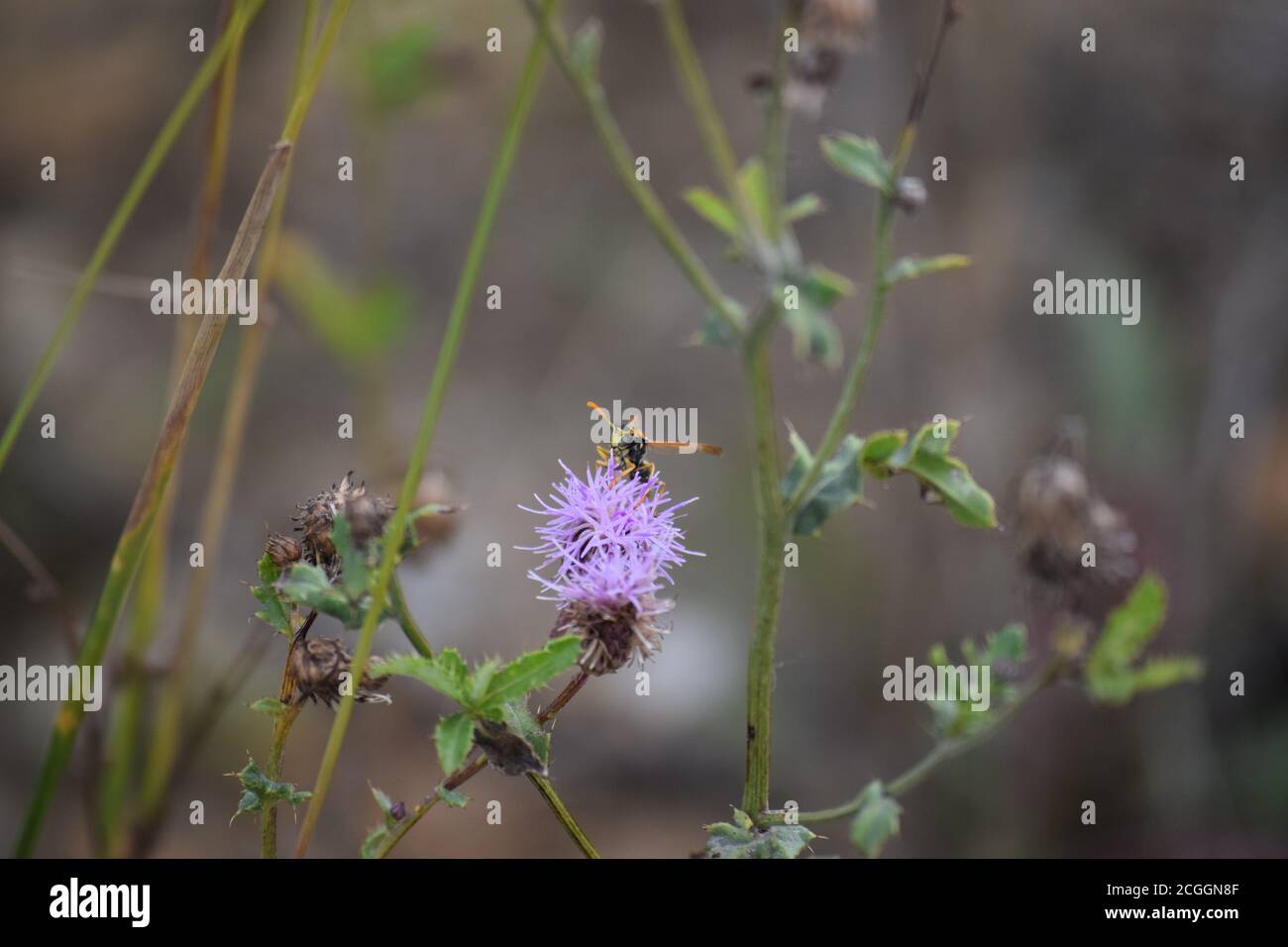 European Paper Wasp on a Blossom Stock Photo - Alamy