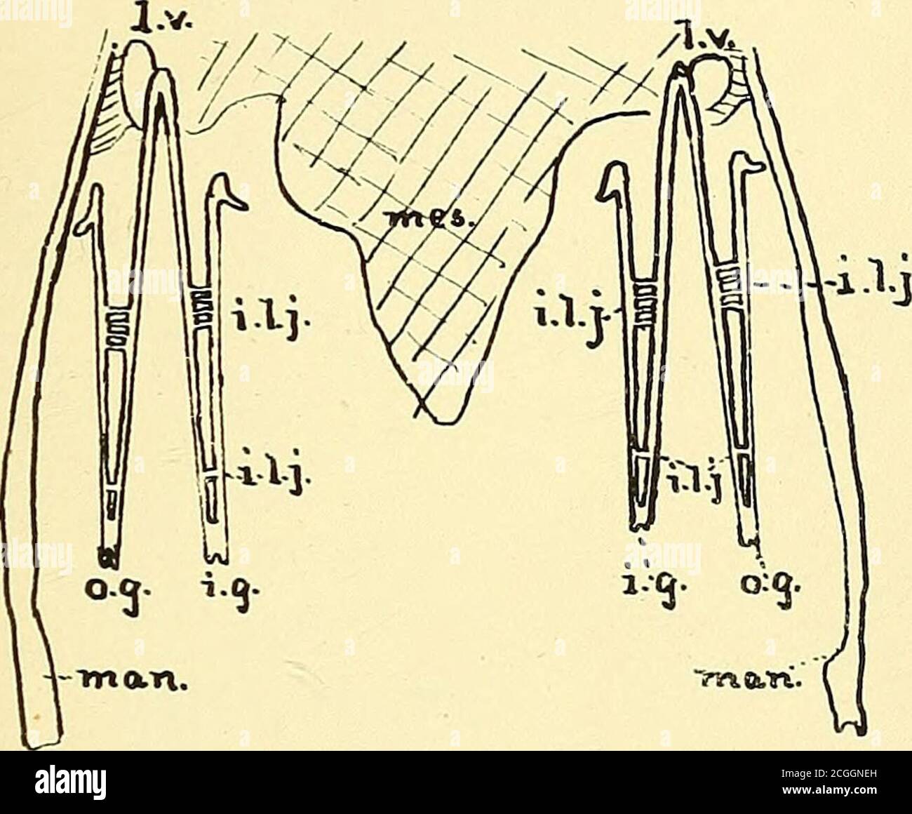 . The anatomy of the common mussels (Mytilus, latus, edulis and ...