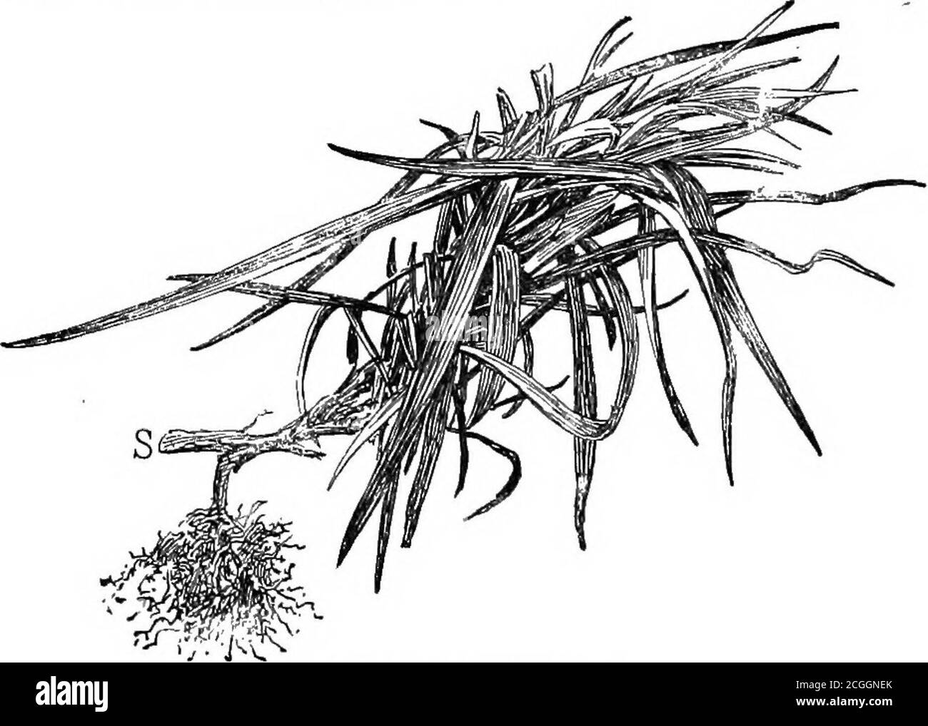Serpentine roots Black and White Stock Photos & Images - Alamy