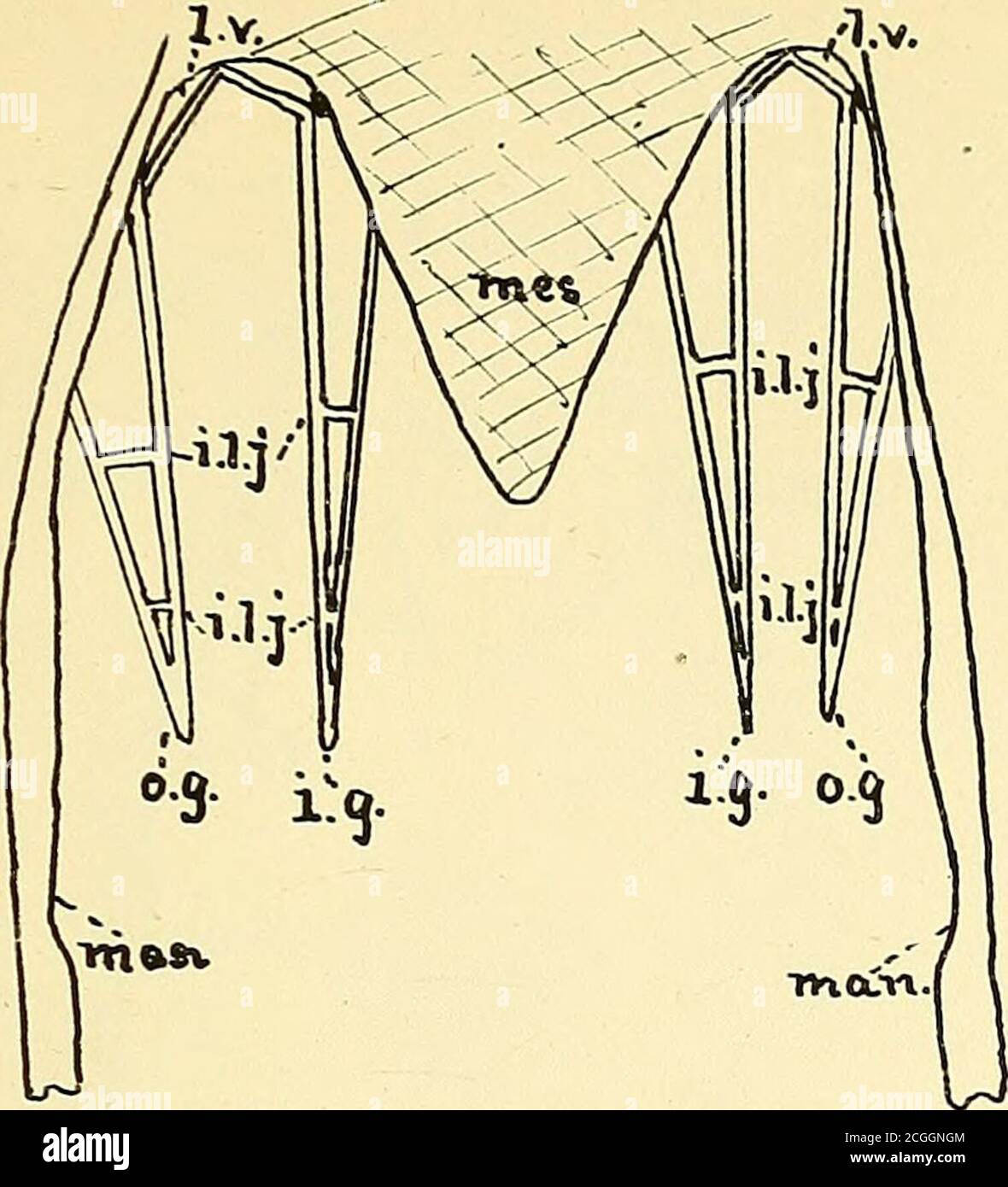 . The anatomy of the common mussels (Mytilus, latus, edulis and ...