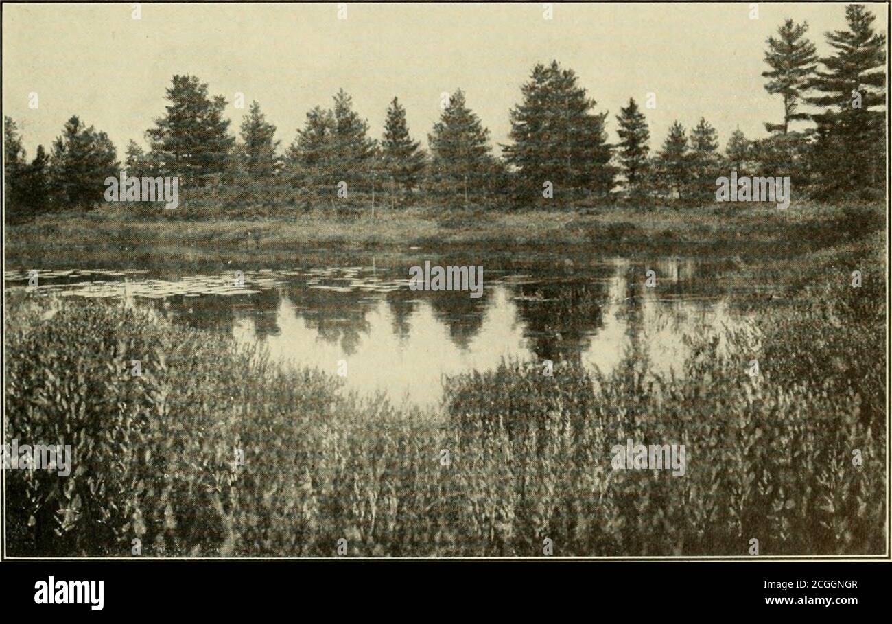 . Contributions to Canadian biology . Fig. 32. Shore of Burwash pond ...