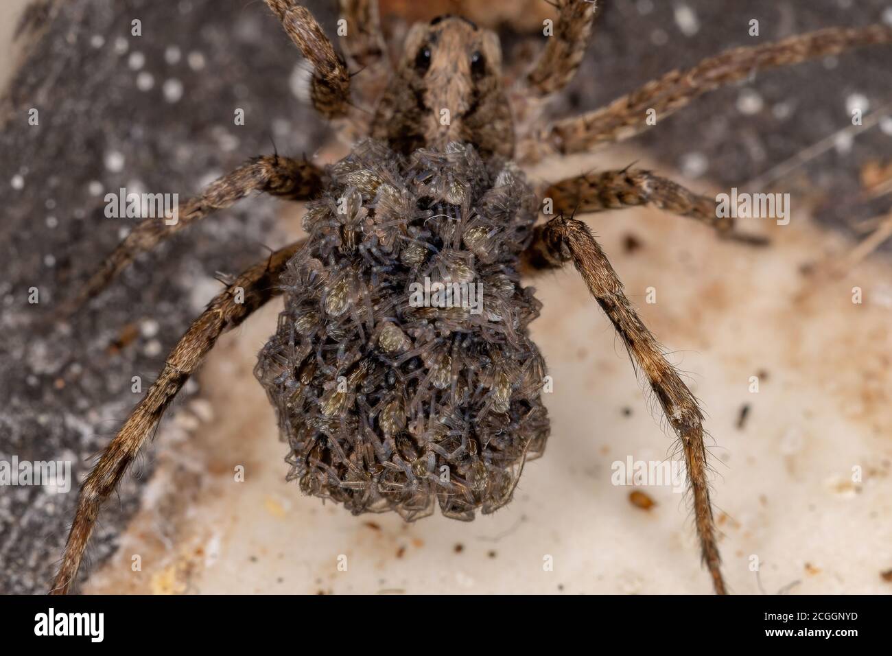 Wolf spider of the family Lycosidae carrying the young in the abdomen ...