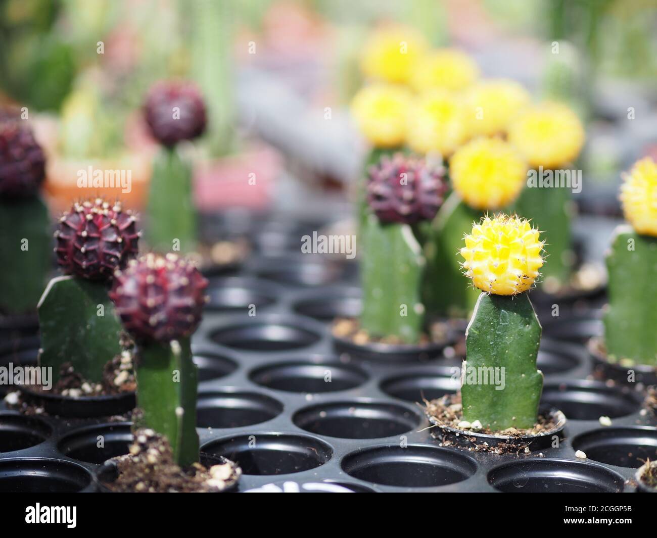 Cactus tree green trunk has sharp spikes around blooming in Plastic ...