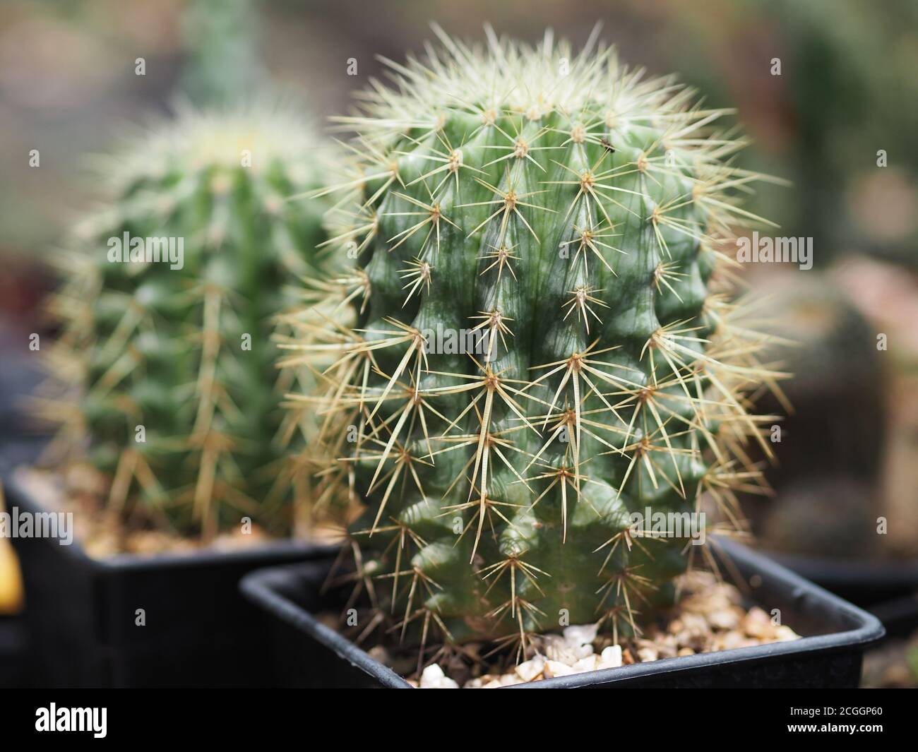 Cactus tree green trunk has sharp spikes around blooming in Plastic ...