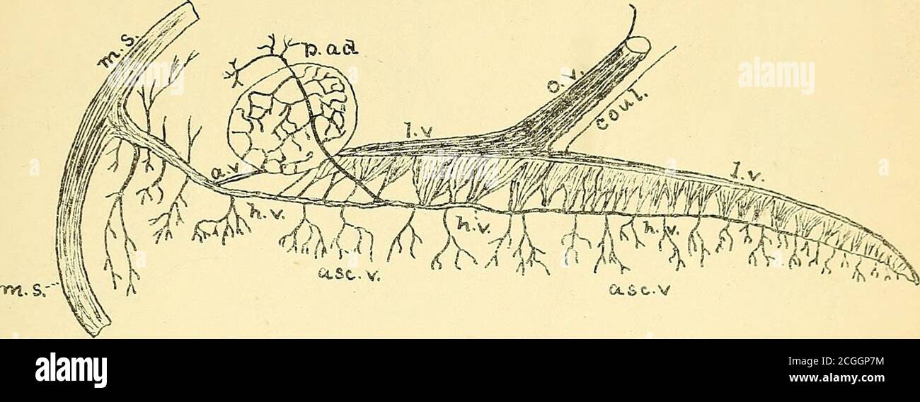 . The anatomy of the common mussels (Mytilus, latus, edulis and ...