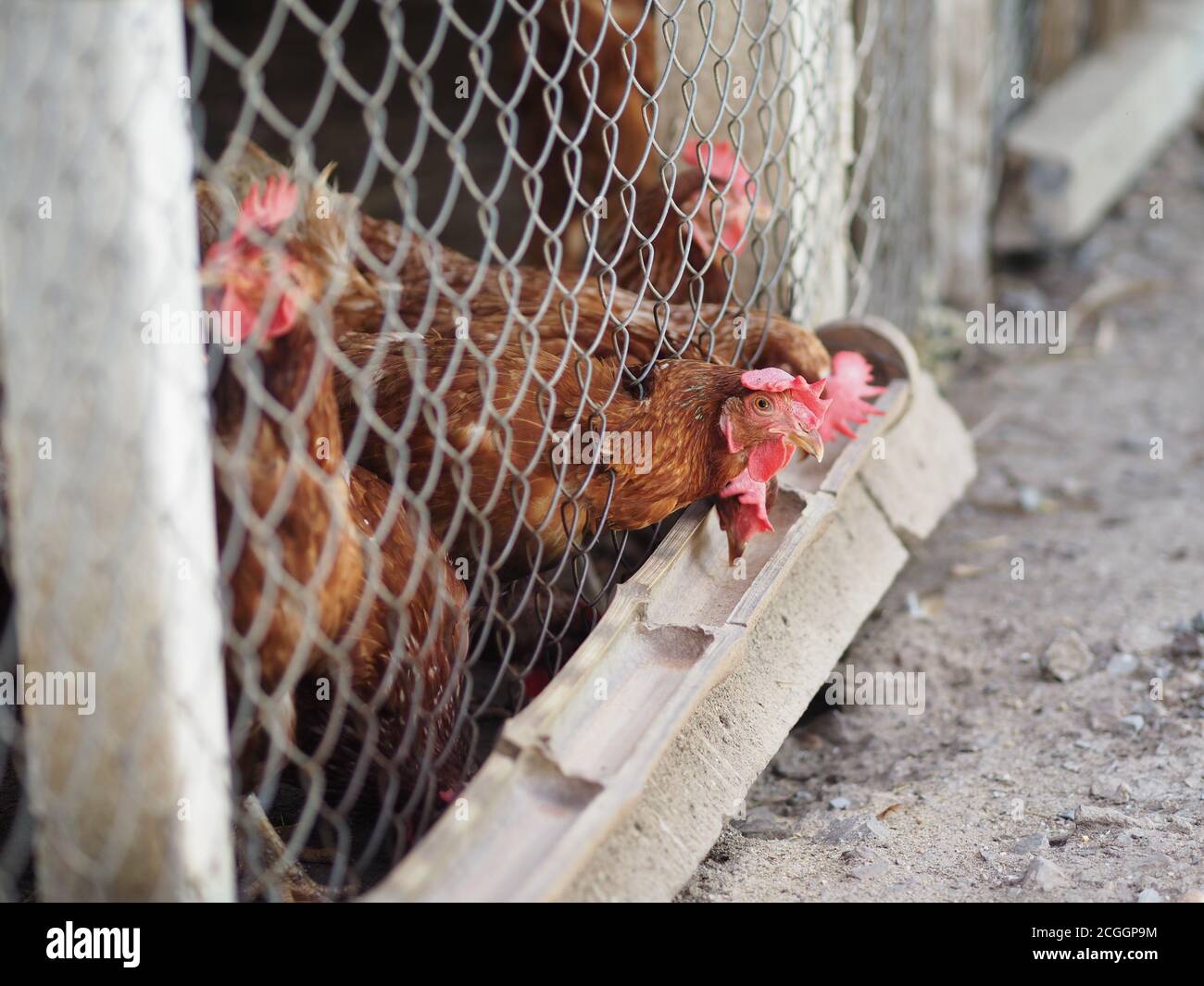 Egg hen eating food on a bamboo trough in steel net cage Stock Photo ...