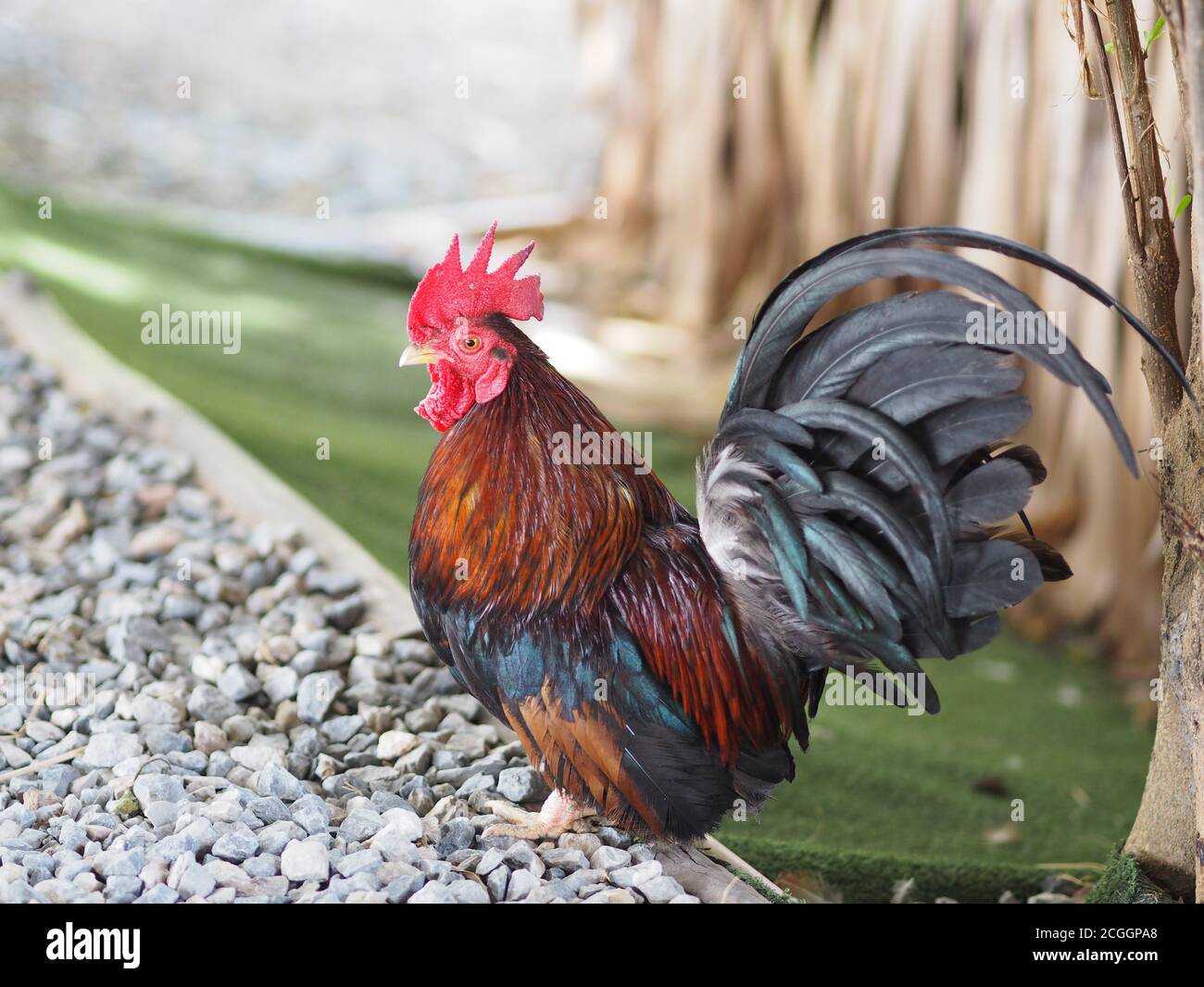 Bantam body is small, short, big and crested hen is colorful, chicken ...