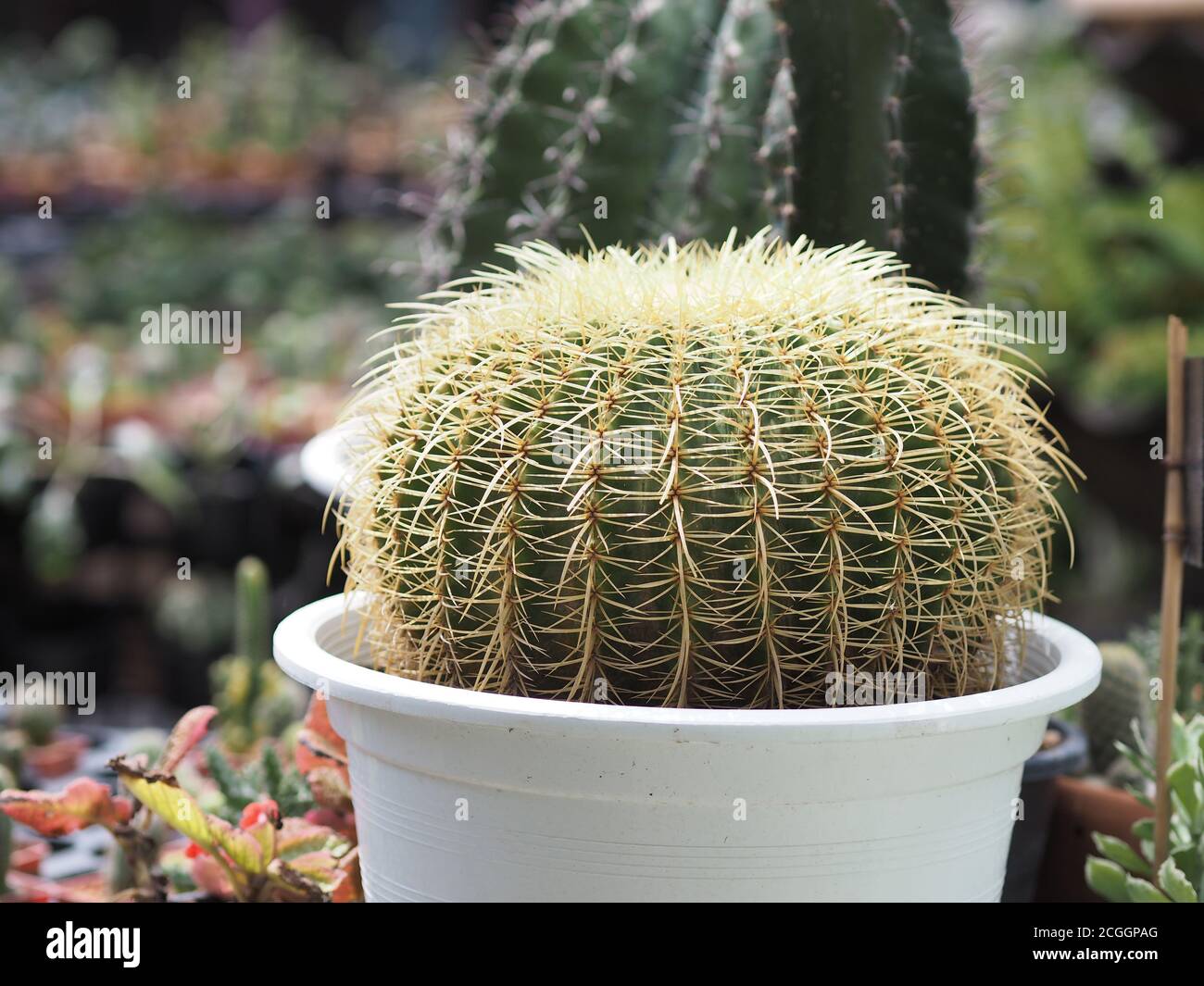 Cactus tree green trunk has sharp spikes around blooming in Plastic ...