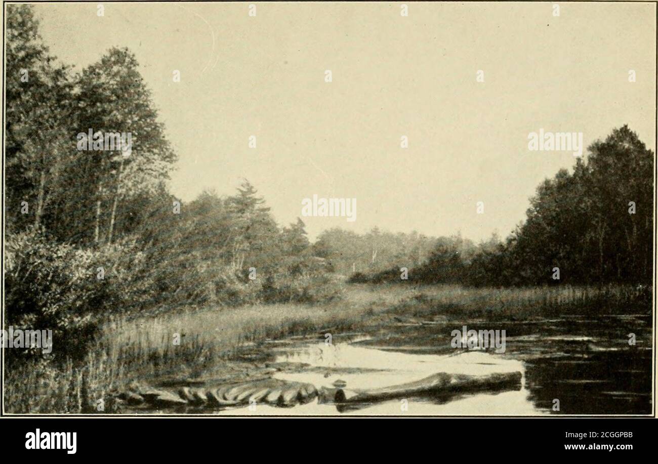 Didymops transversa hi-res stock photography and images - Alamy