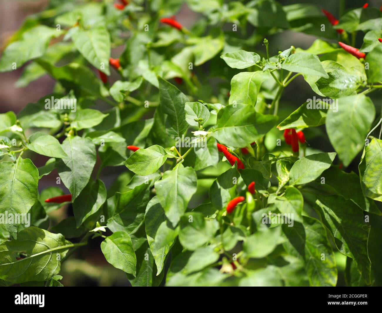 Thai Chilli Flowers