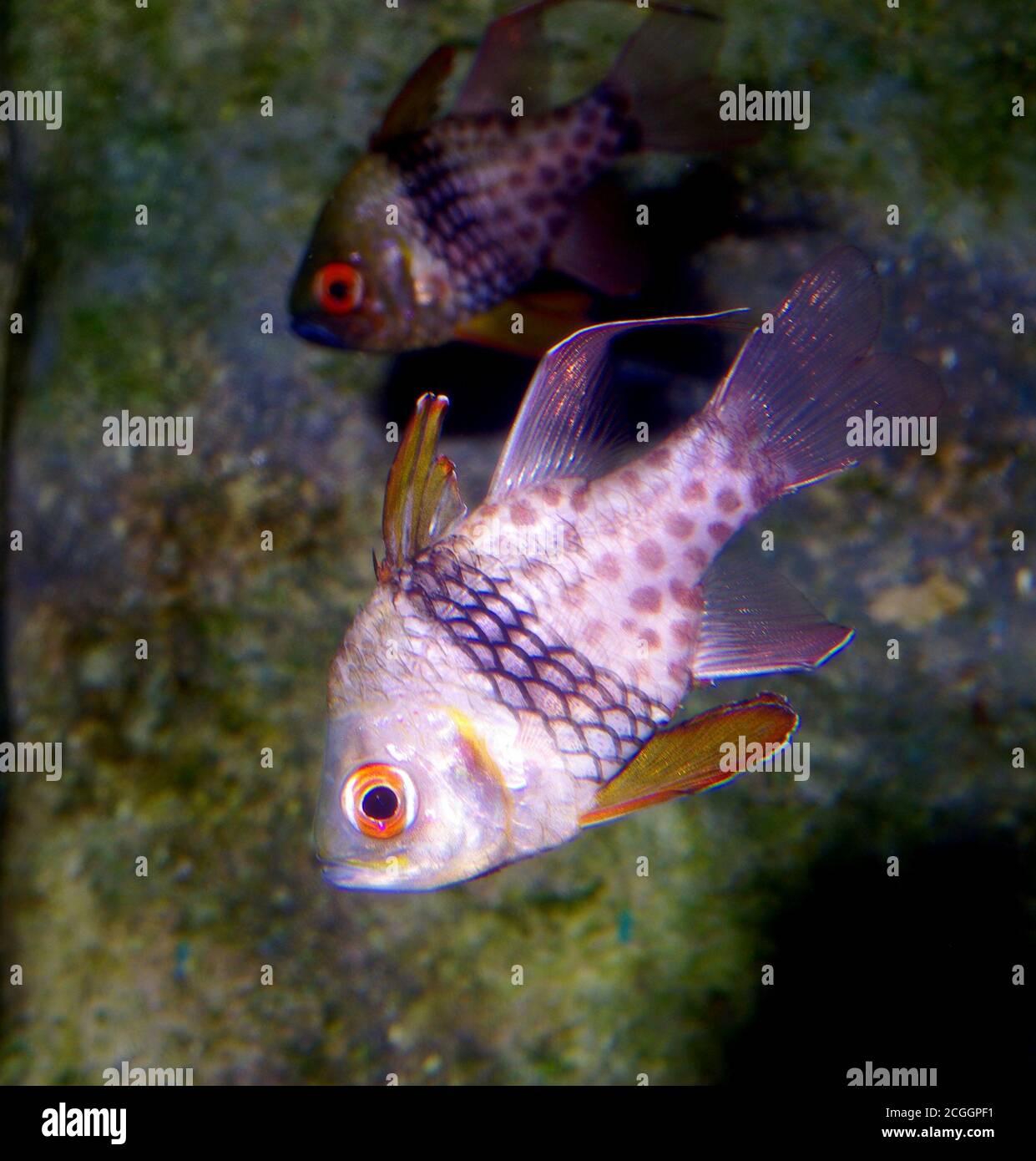 Pajama cardinalfish, Sphaeramia orbicularis Stock Photo - Alamy