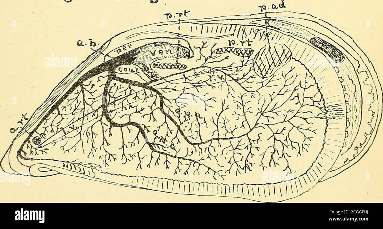 . The anatomy of the common mussels (Mytilus, latus, edulis and ...