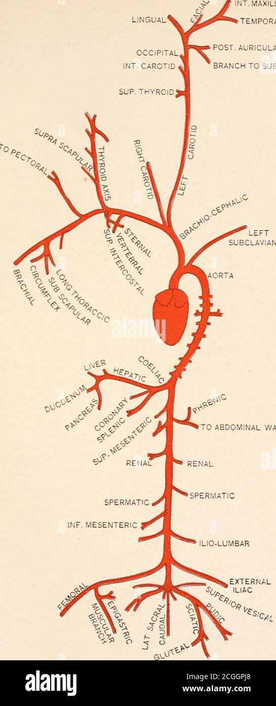 Superior mesenteric artery hi-res stock photography and images - Alamy
