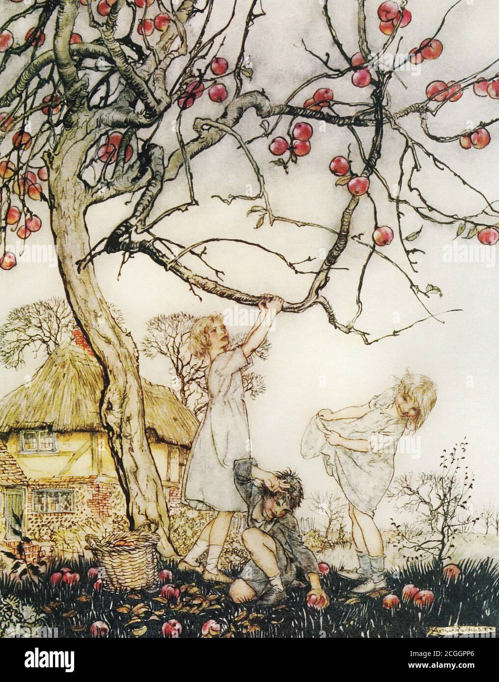 Rackham Arthur - Barnack Beauty - a Dish of Apples - British School ...