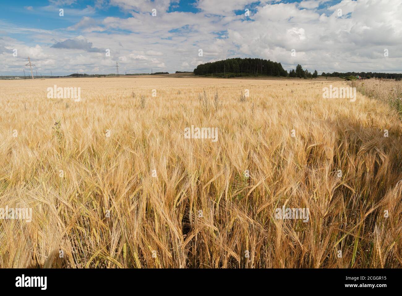 A large field of ripe wheat in late August on a sunny summer day. High ...