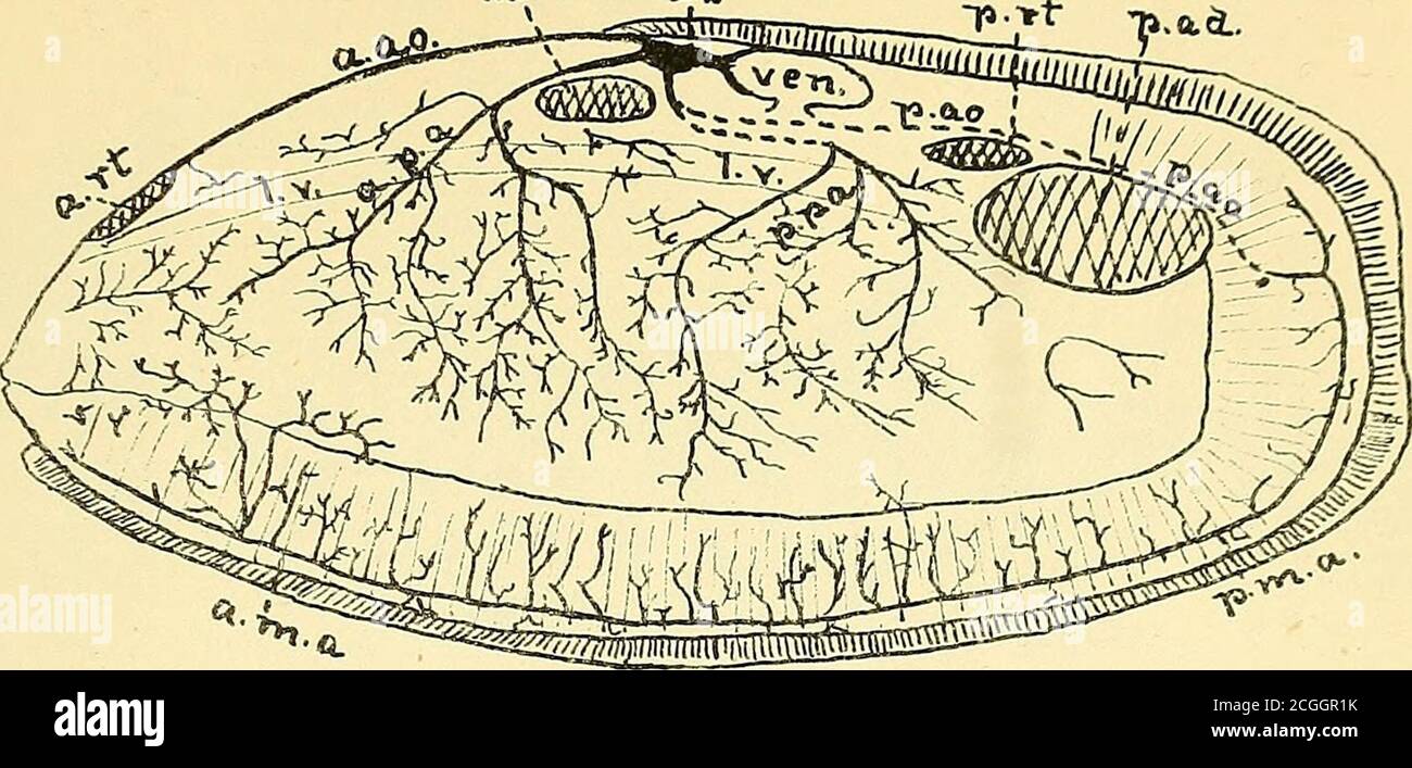 . The anatomy of the common mussels (Mytilus, latus, edulis and ...