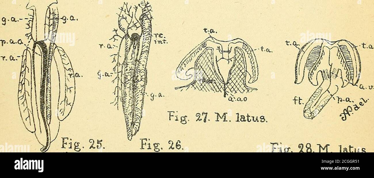 . The anatomy of the common mussels (Mytilus, latus, edulis and ...