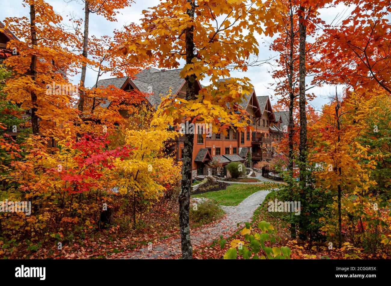 Buildings surrounded by beautiful maple trees in autumn Stock Photo - Alamy