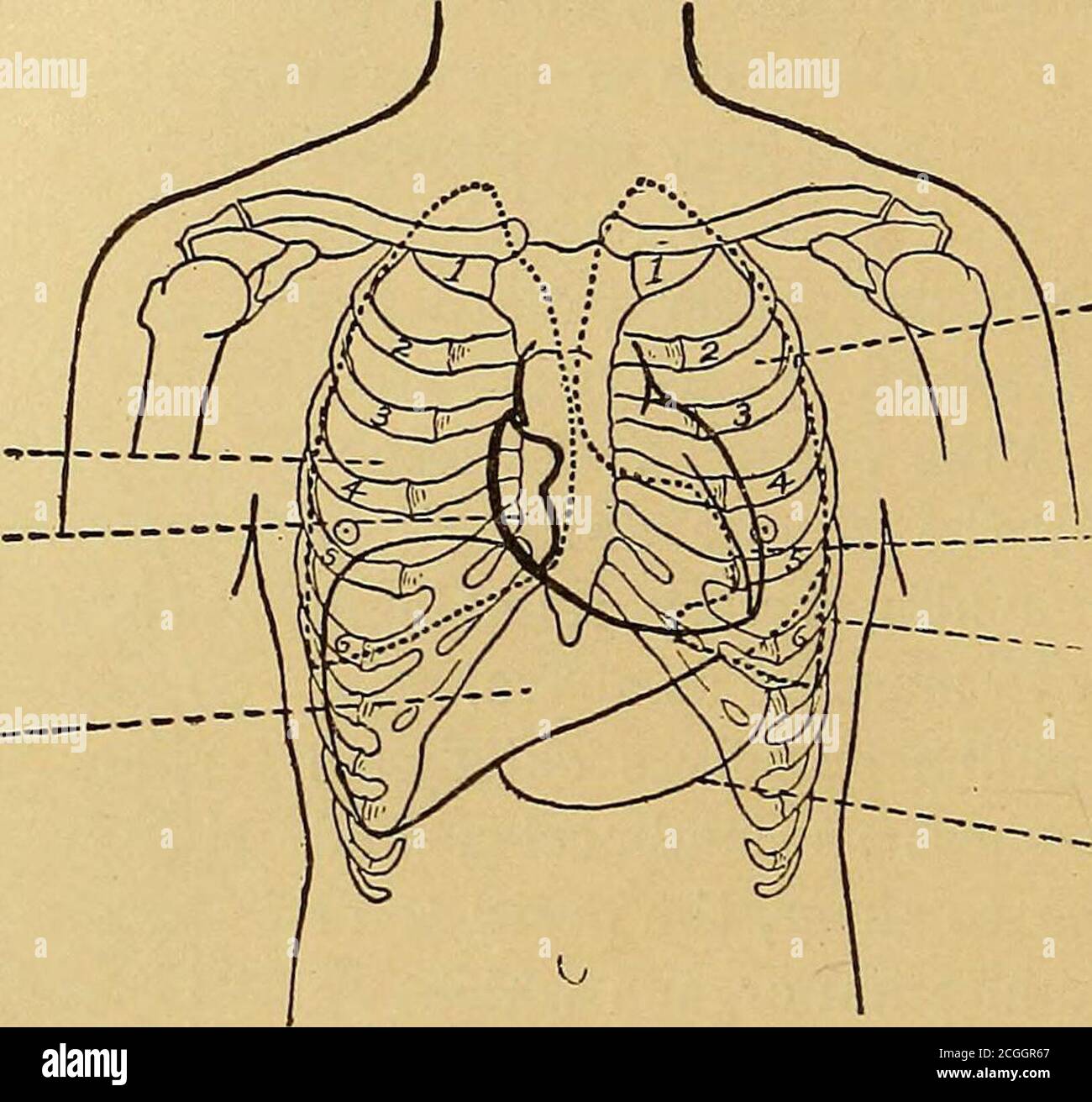 Liver Percussion