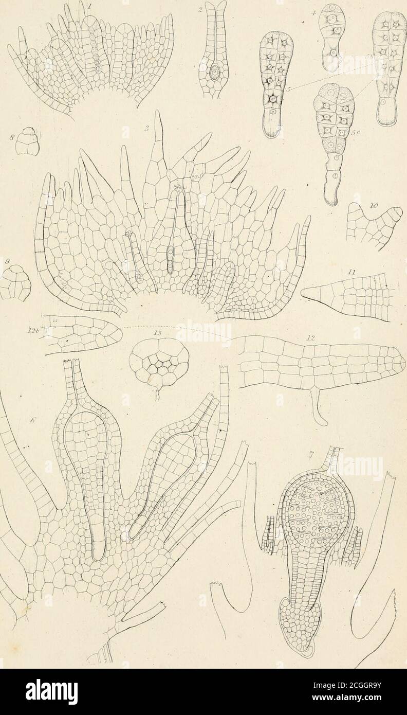 . On the germination, development, and fructification of the higher ...