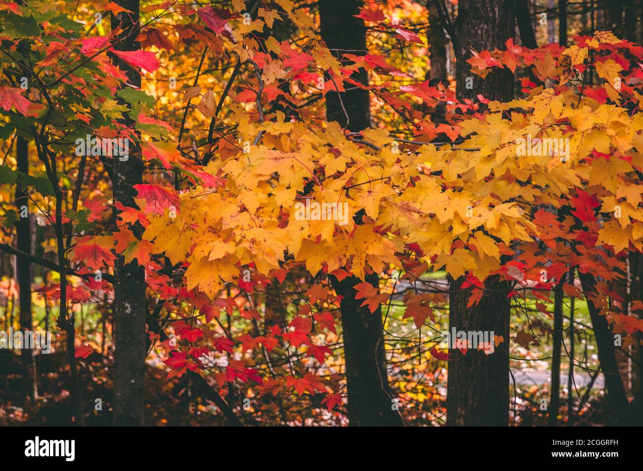 Beautiful maple leaves in Canada Stock Photo - Alamy