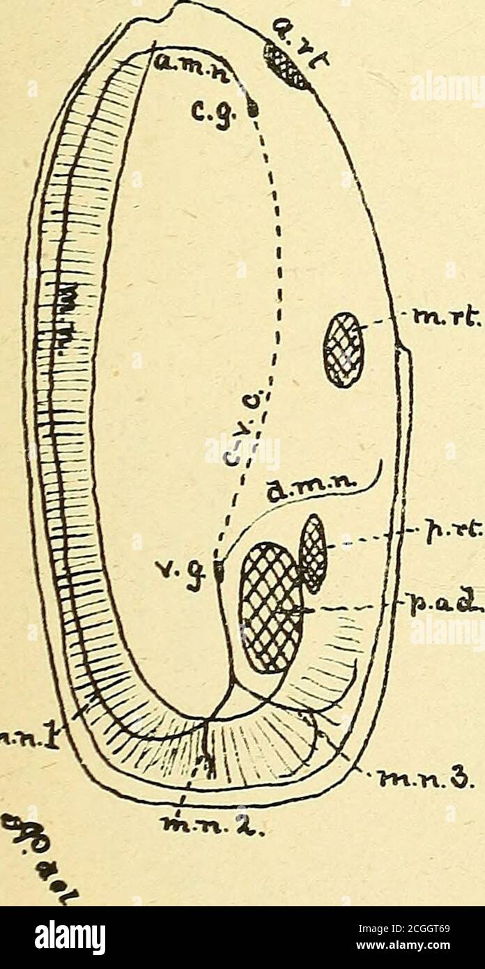 Mussels anatomy hi-res stock photography and images - Alamy