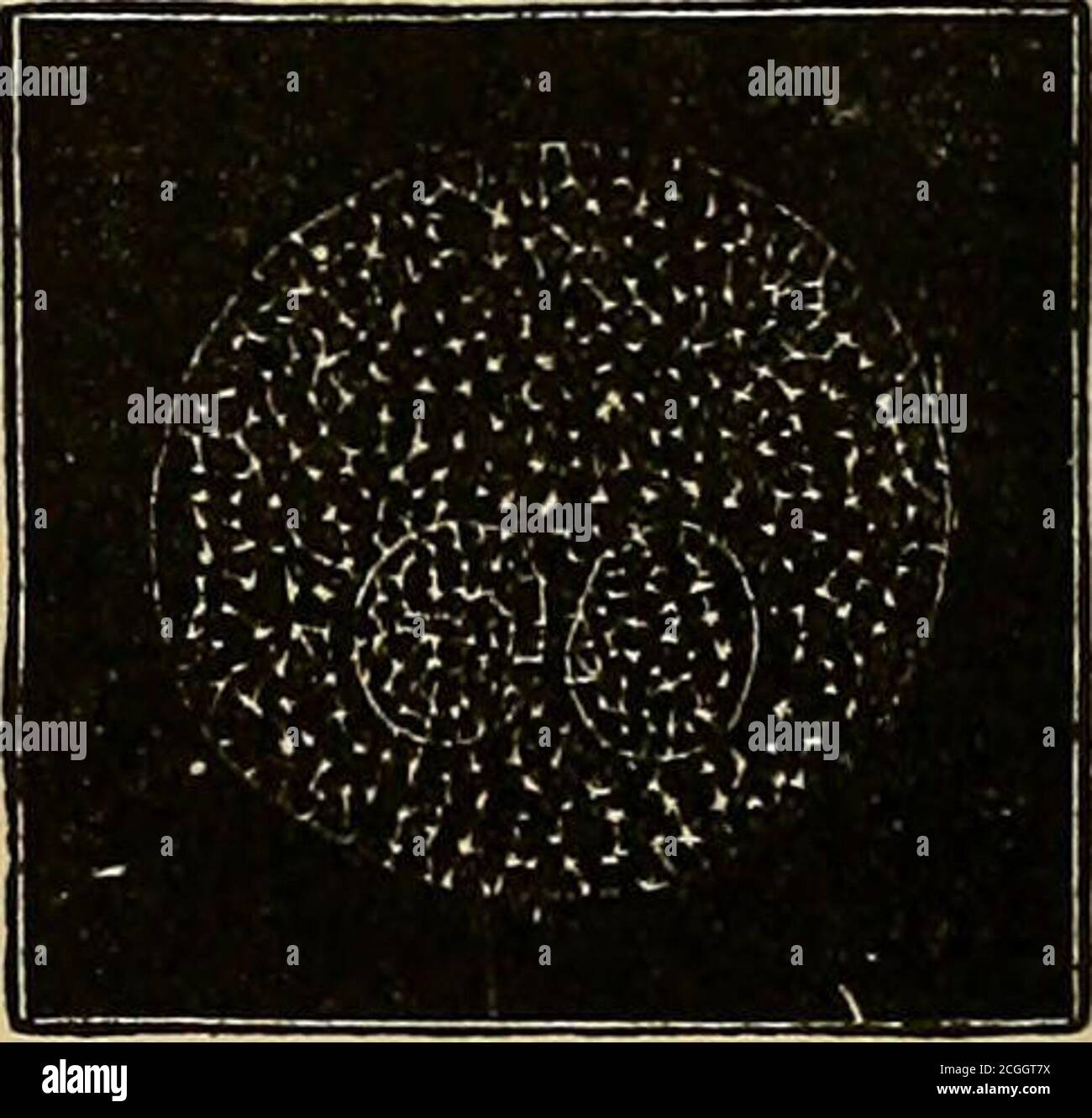 Animal cell diagram hi-res stock photography and images - Alamy