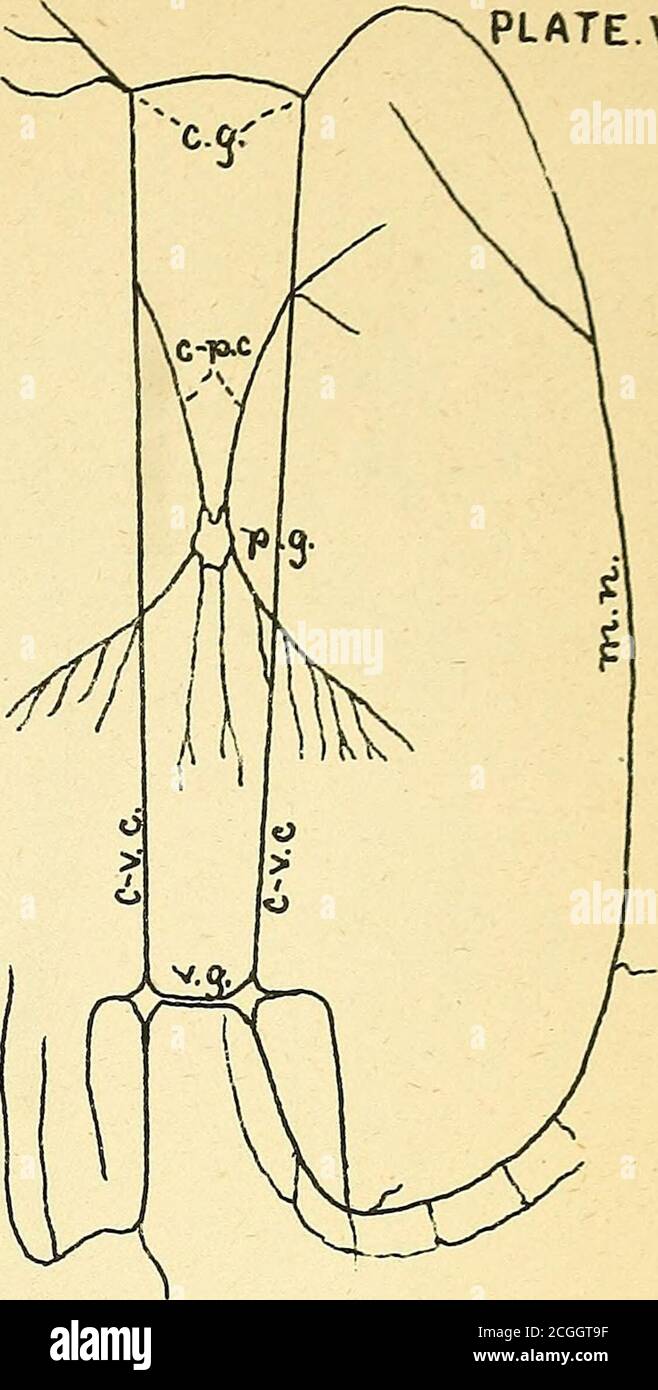 . The anatomy of the common mussels (Mytilus, latus, edulis and ...