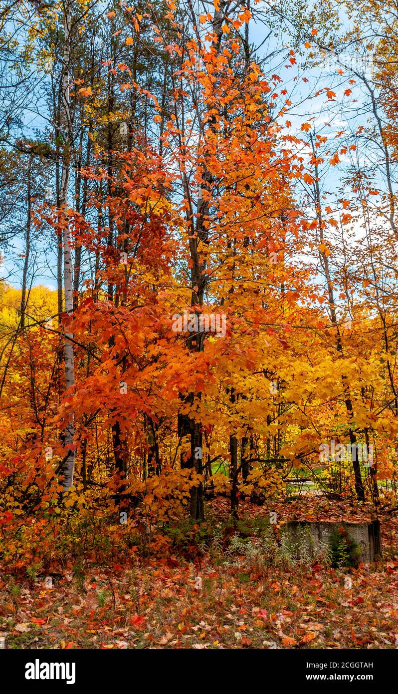 Colorful Canadian forests in autumn Stock Photo - Alamy