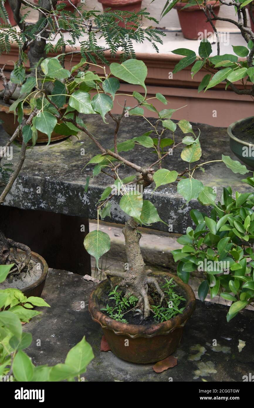 Bonsai of Peepul or Ficus religiosa. Kolkata, India Stock Photo - Alamy