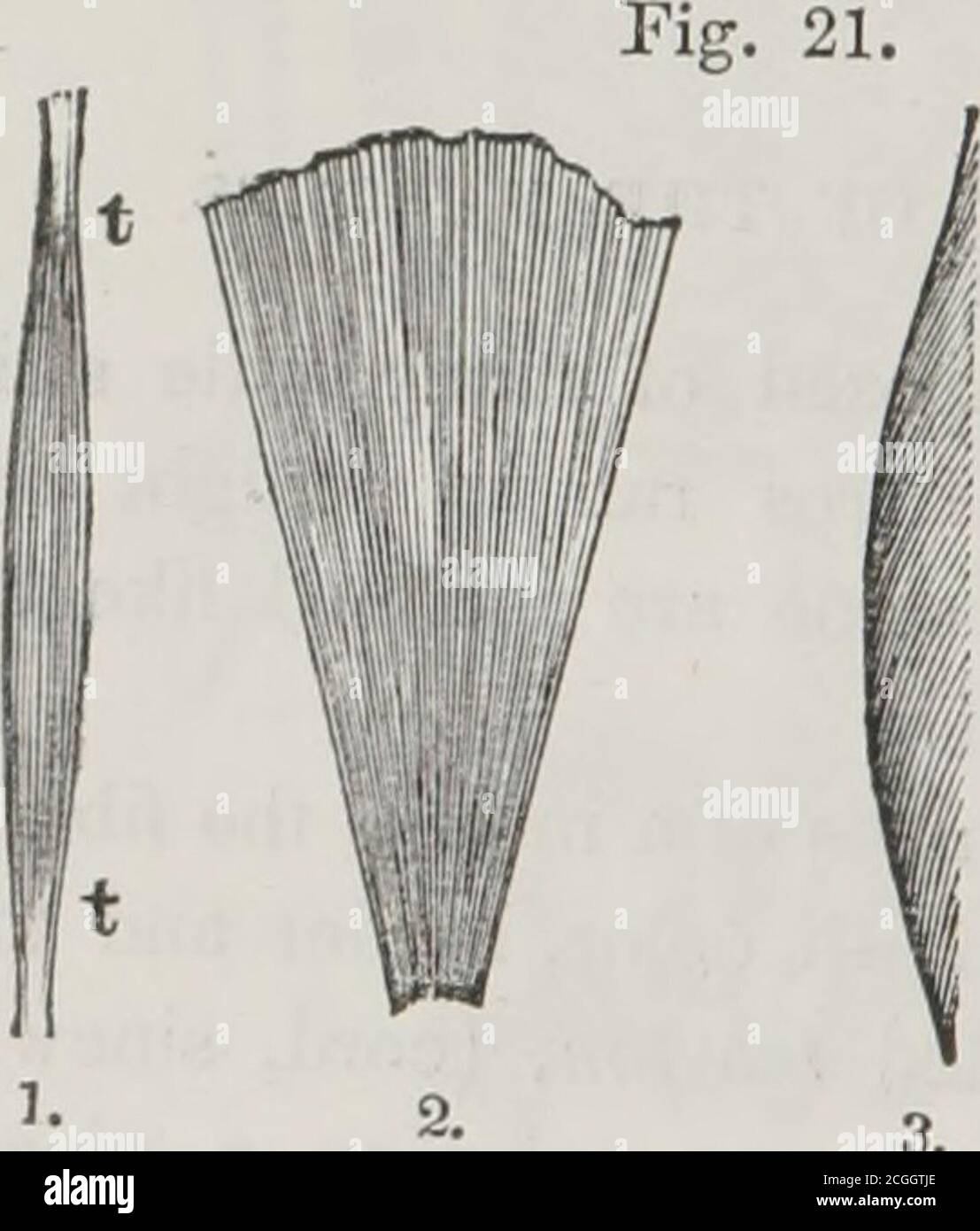 . First book on anatomy, physiology, and hygiene : for grammar schools ...