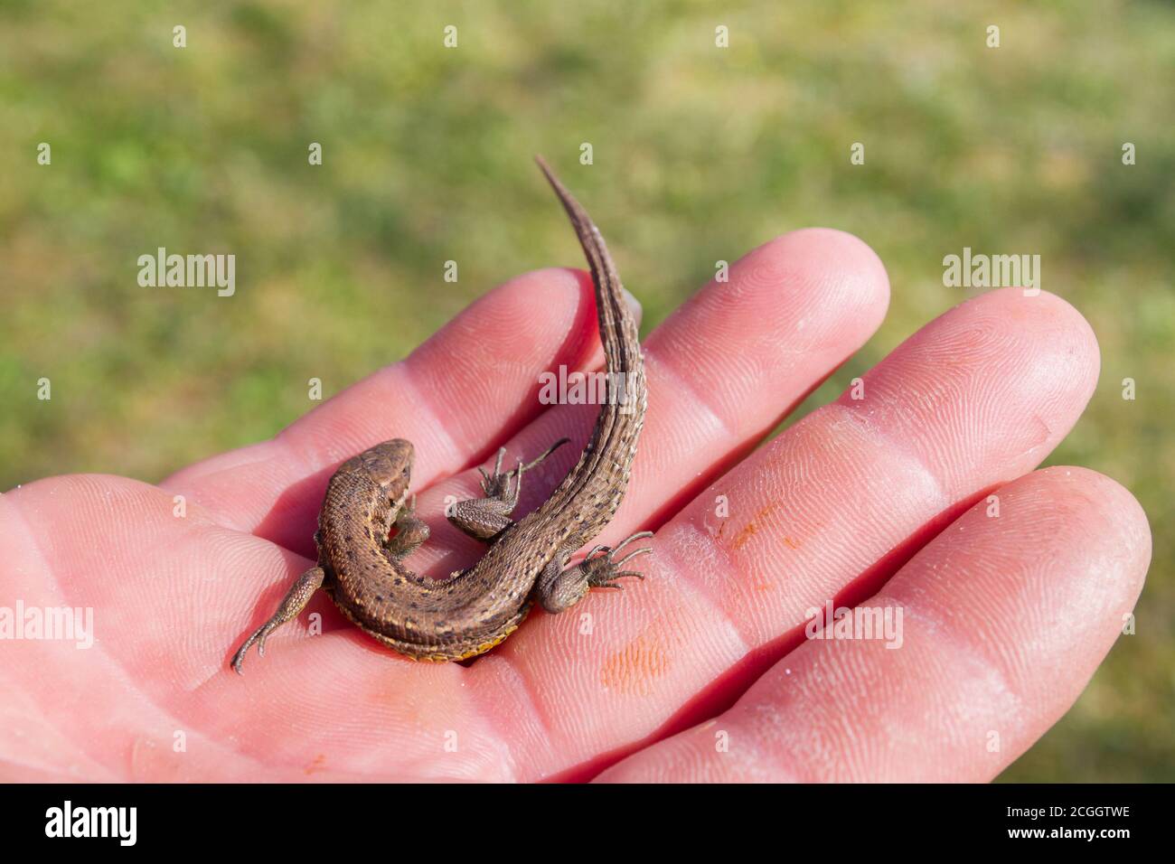 Green lizard in a man's hand in the summer on the stree Stock Photo - Alamy