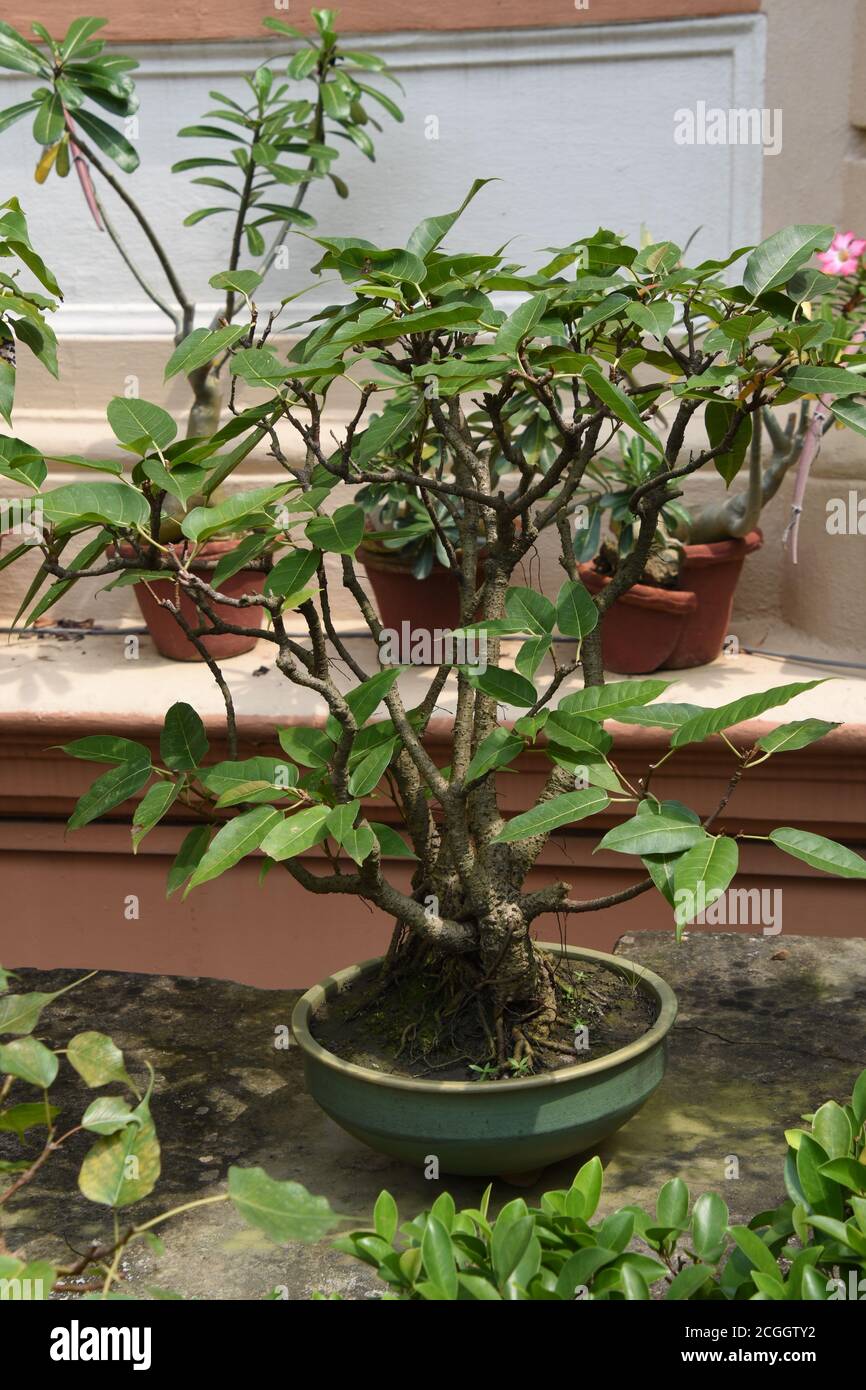 Bonsai of Pakur or Ficus infectoria. Kolkata, India Stock Photo - Alamy