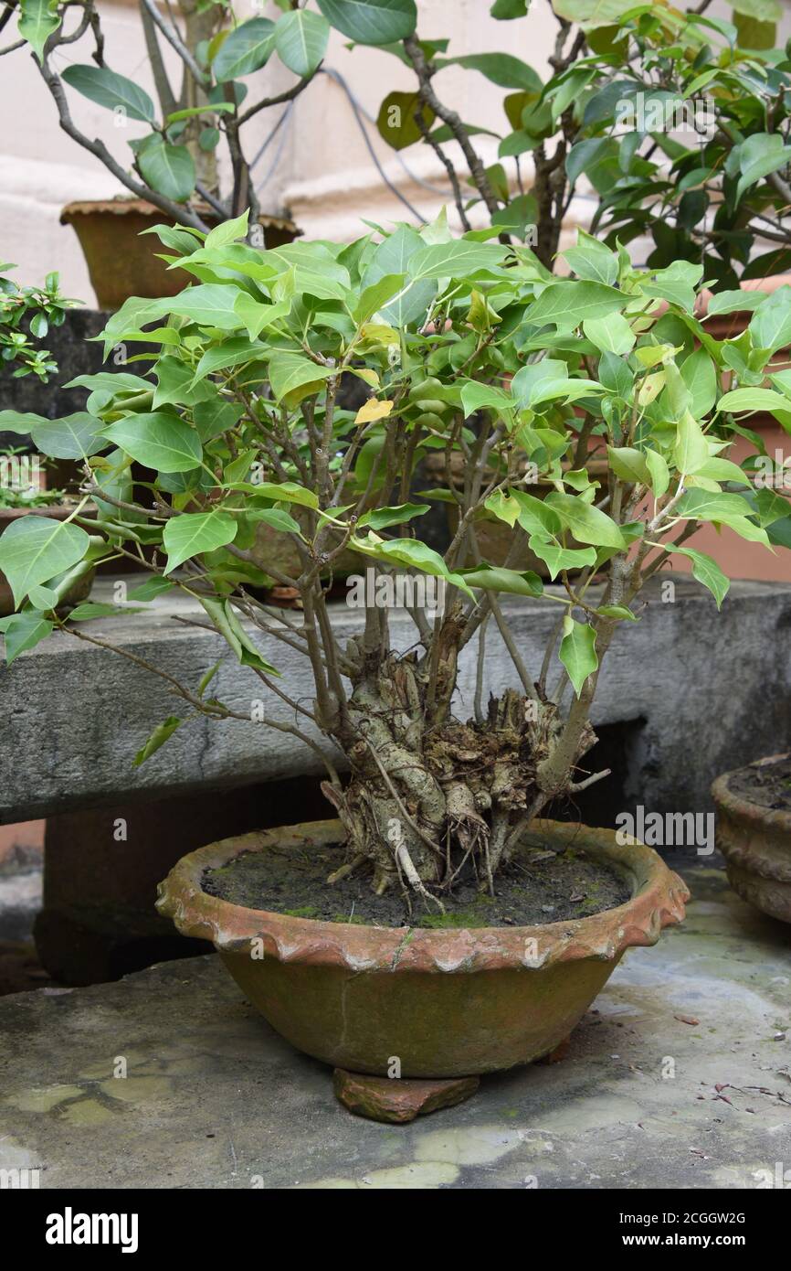 Ficus infectoria hi-res stock photography and images - Alamy