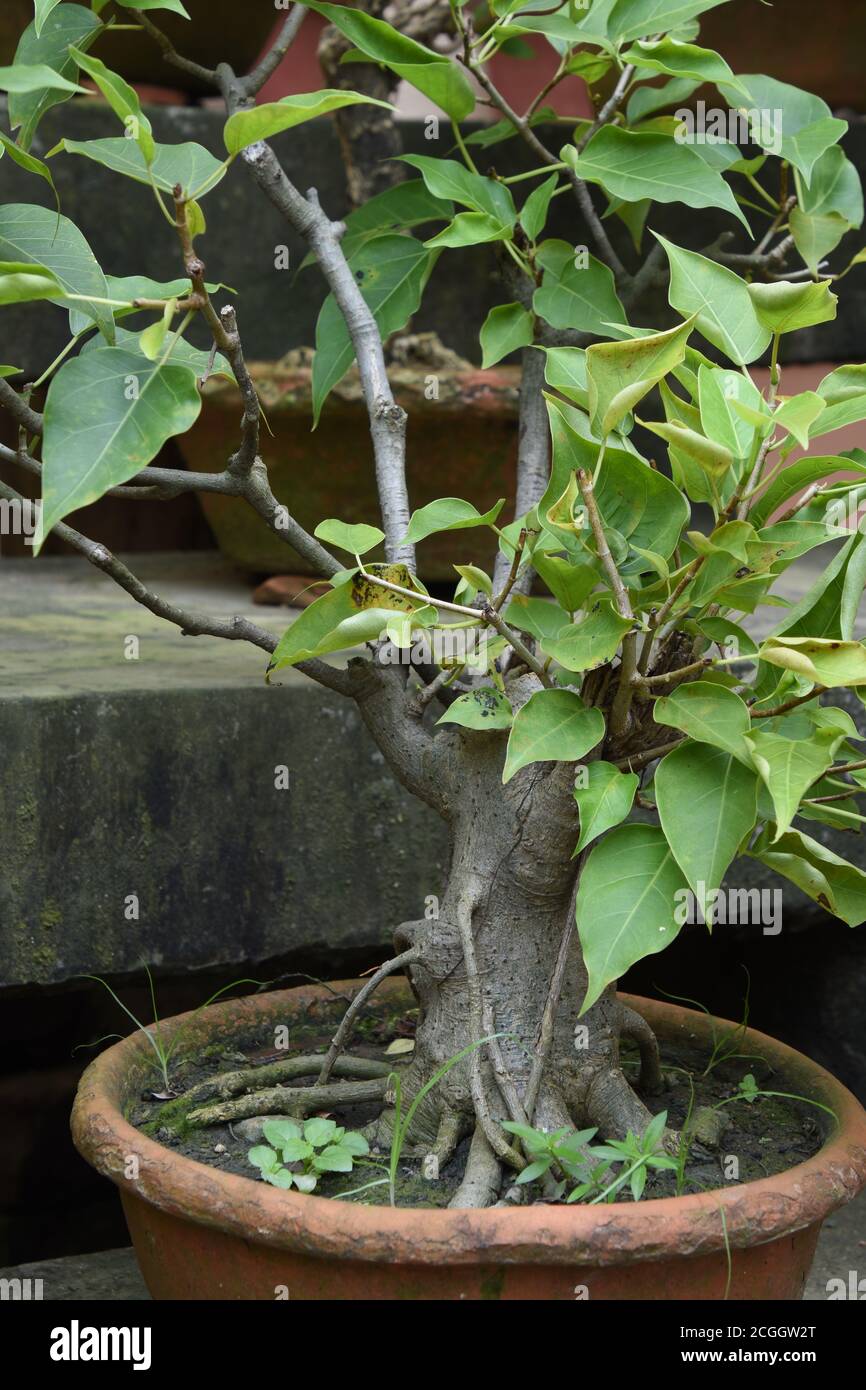 Bonsai of Pakur or Ficus infectoria. Kolkata, India Stock Photo - Alamy
