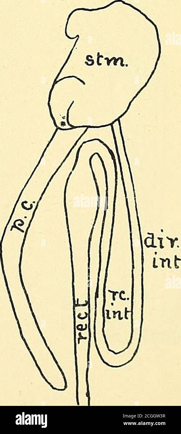 . The anatomy of the common mussels (Mytilus, latus, edulis and ...