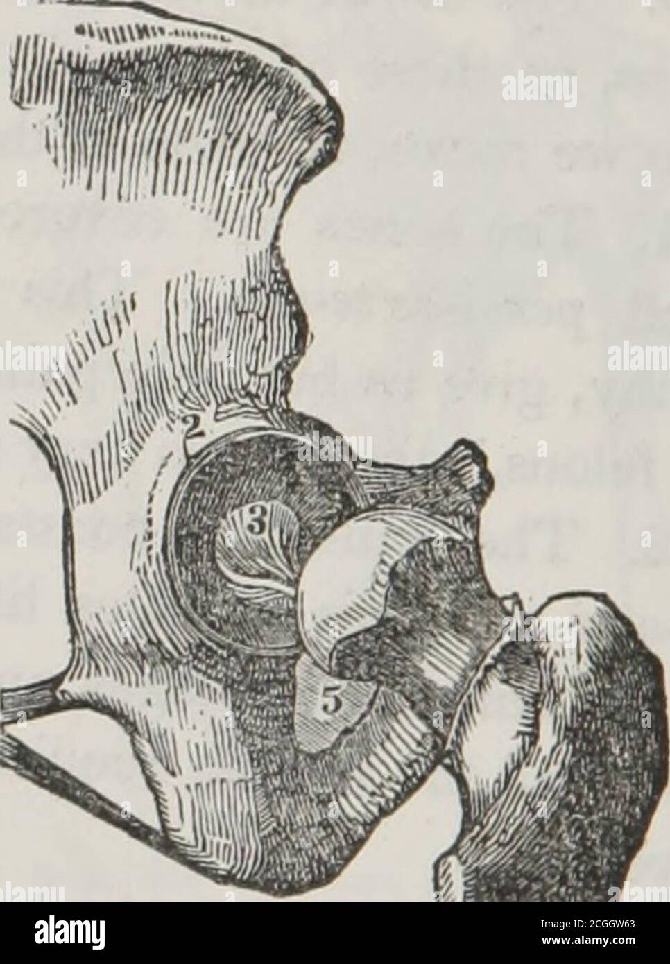 . First book on anatomy, physiology, and hygiene : for grammar schools ...