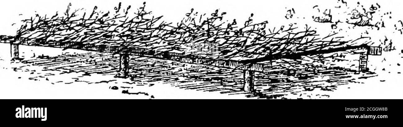 . The nursery-book; a complete guide to the multiplication of plants ...