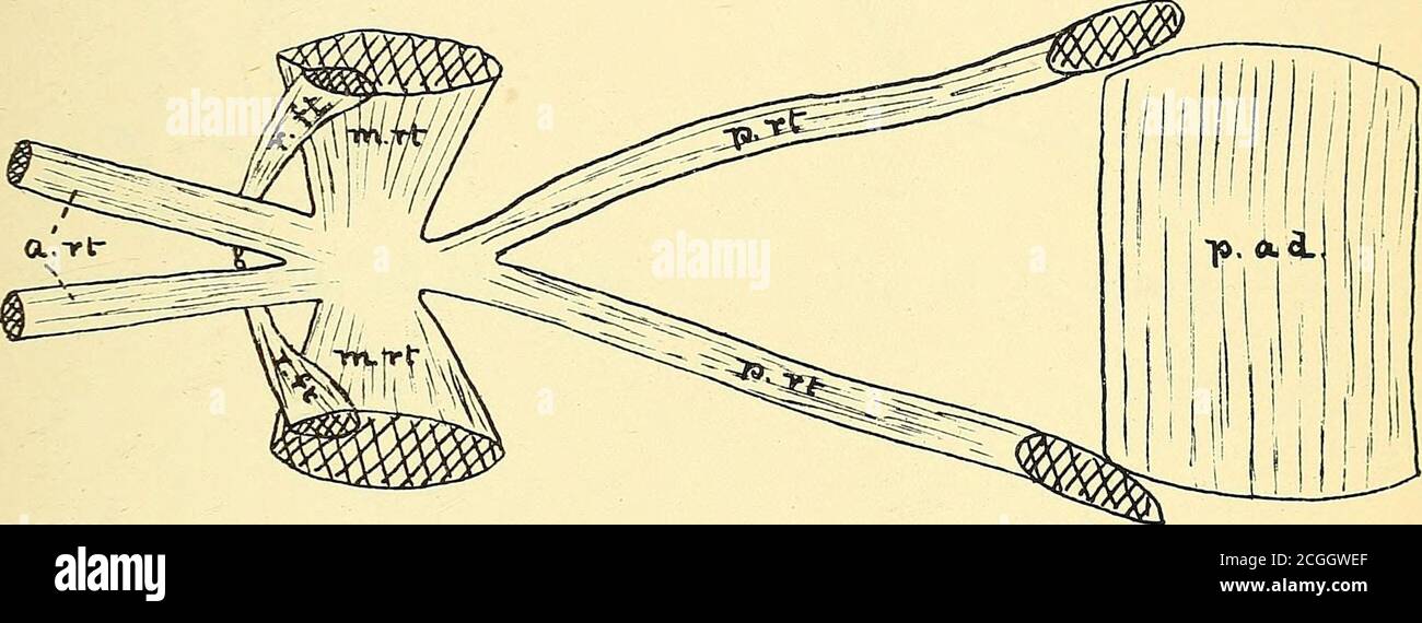 . The anatomy of the common mussels (Mytilus, latus, edulis and ...