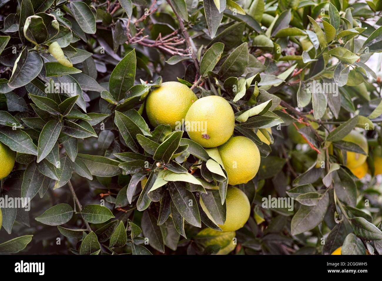Grapefruits growing grapefruit tree hi-res stock photography and images ...