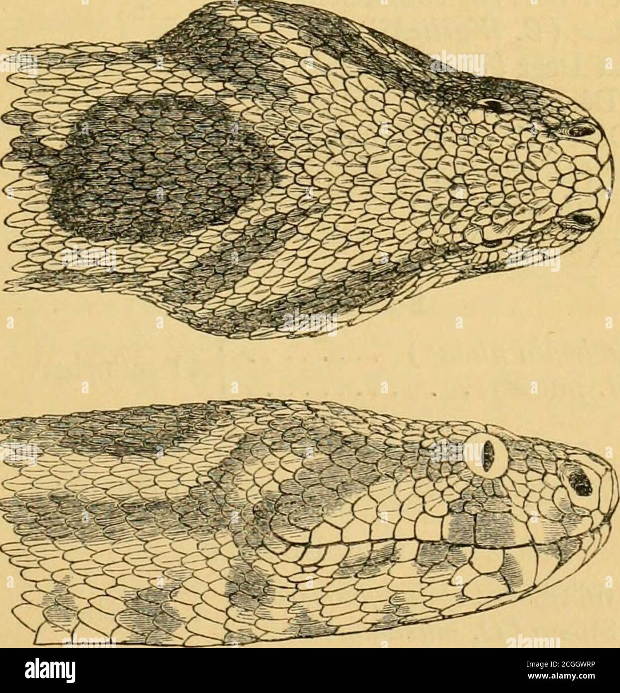 . The Annals and magazine of natural history; zoology, botany, and ...