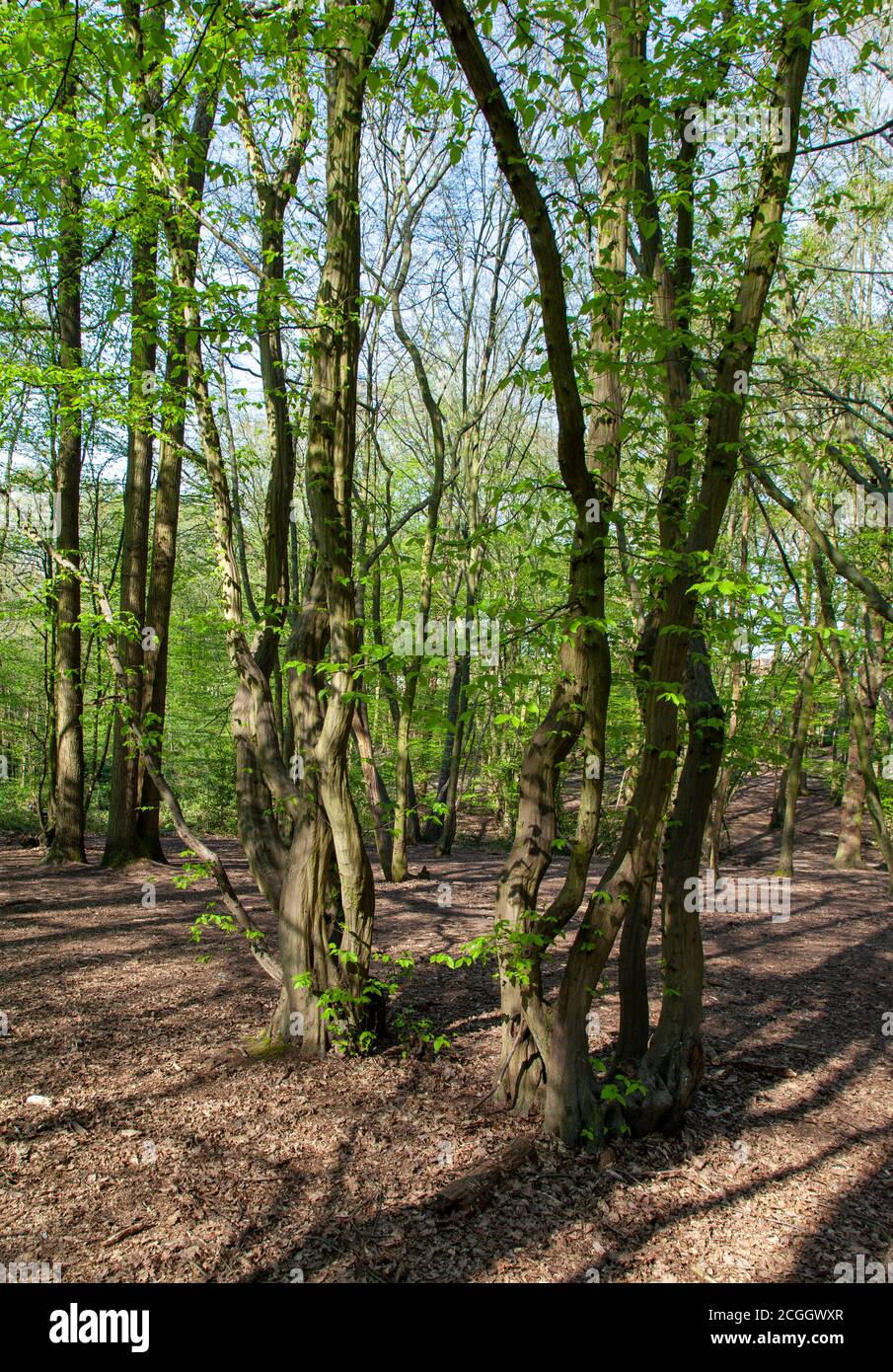 Coldfall wood hi-res stock photography and images - Alamy
