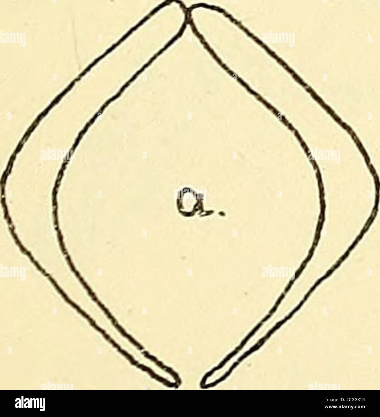 . The anatomy of the common mussels (Mytilus, latus, edulis and ...