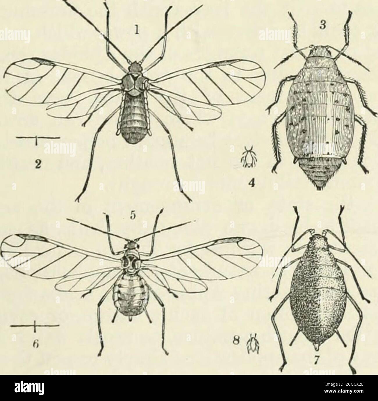 First Insects On Land